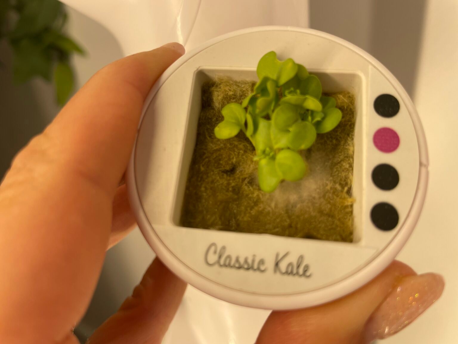 Growing Clean & Organic Plants from Home with Gardyn Smart Hydroponic ...